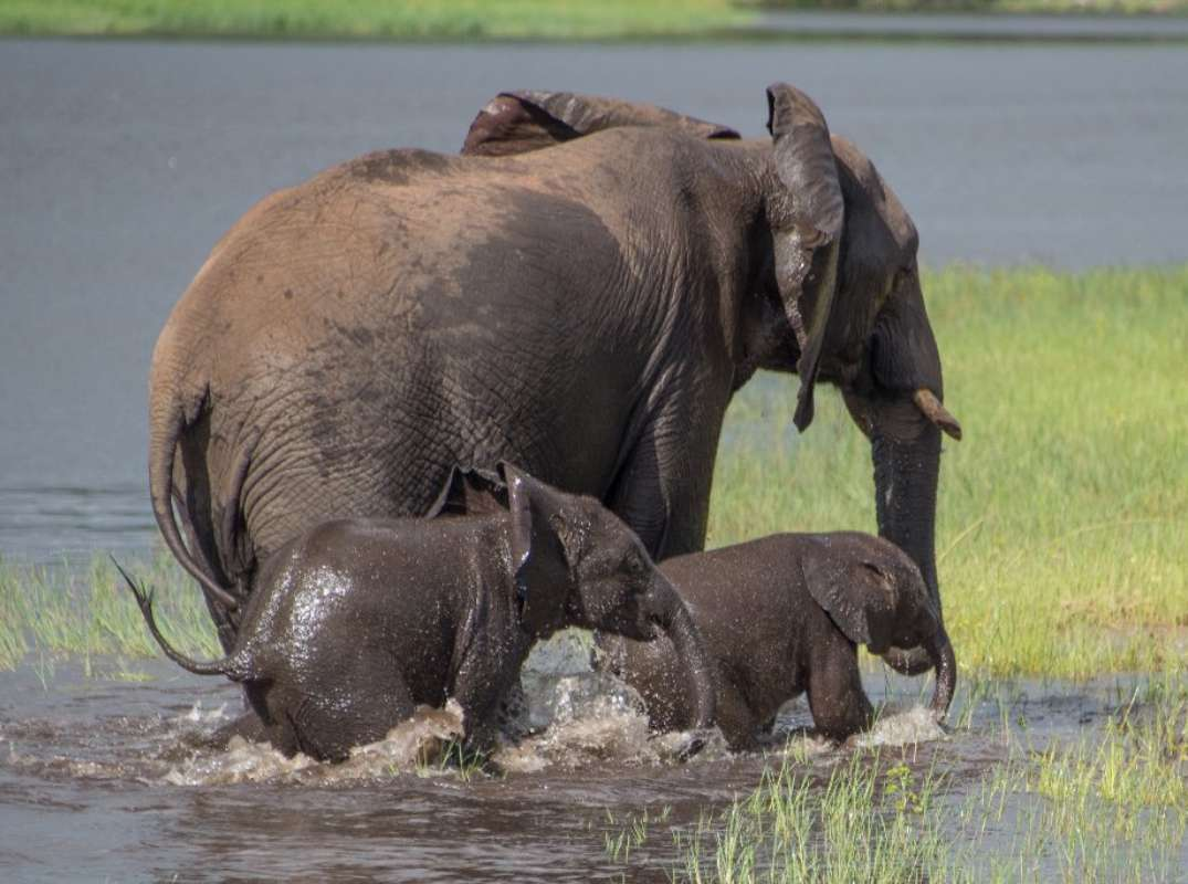 Elephant Trail Moremi - Mosu Safaris Tours Botswana's Premier Mobile Safari