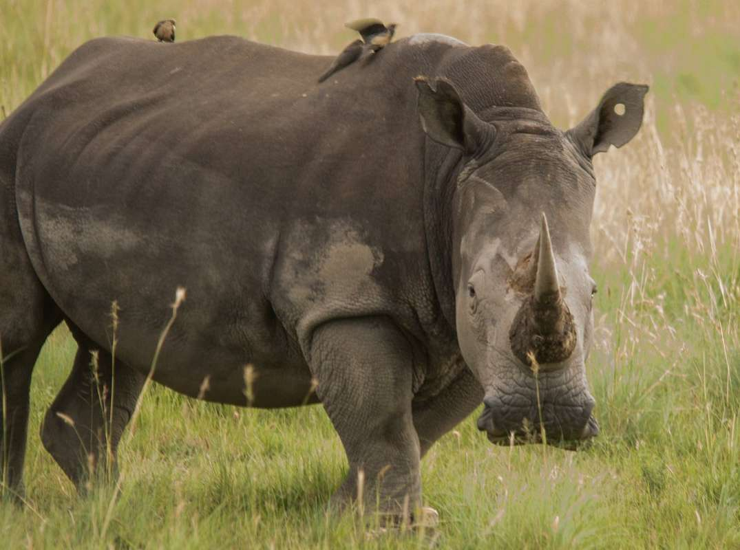 Rhino Trail Gaborone - Mosu Safaris Tours Botswana's Premier Mobile Safari