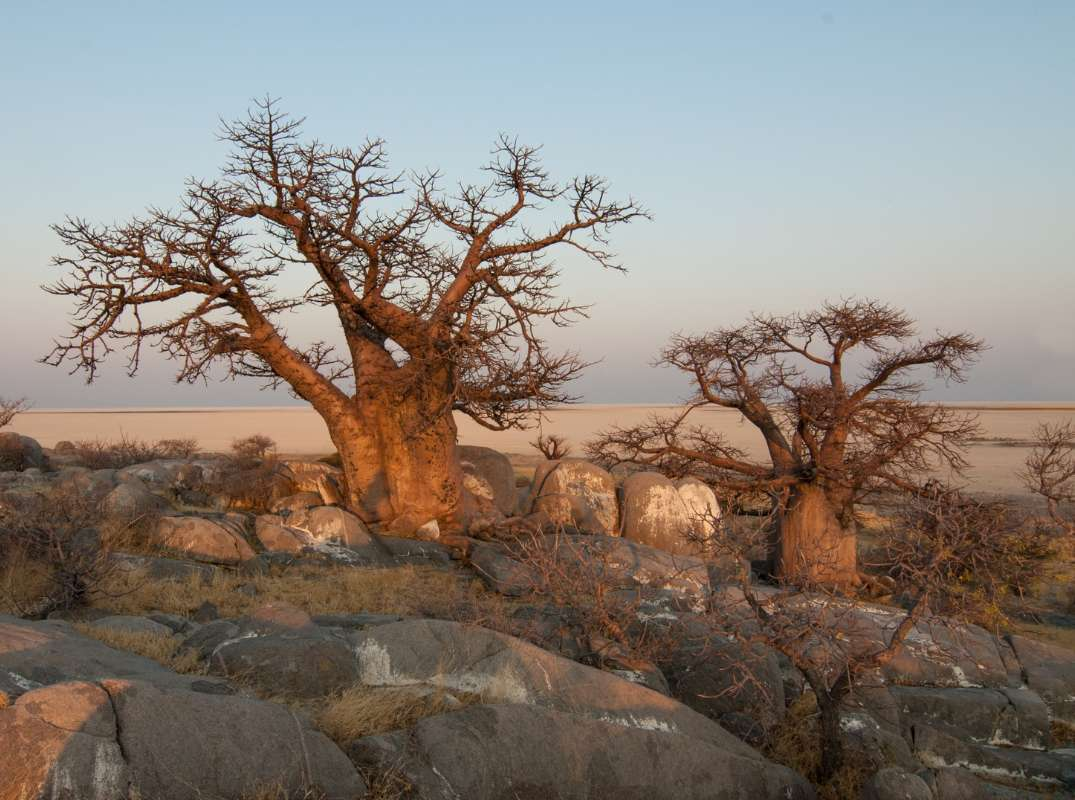 Zebra Trail Makgadikgadi - Mosu Safaris Tours Botswana's Premier Mobile ...